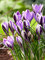 Crocus Spring Beauty -- Bluestone Perennials