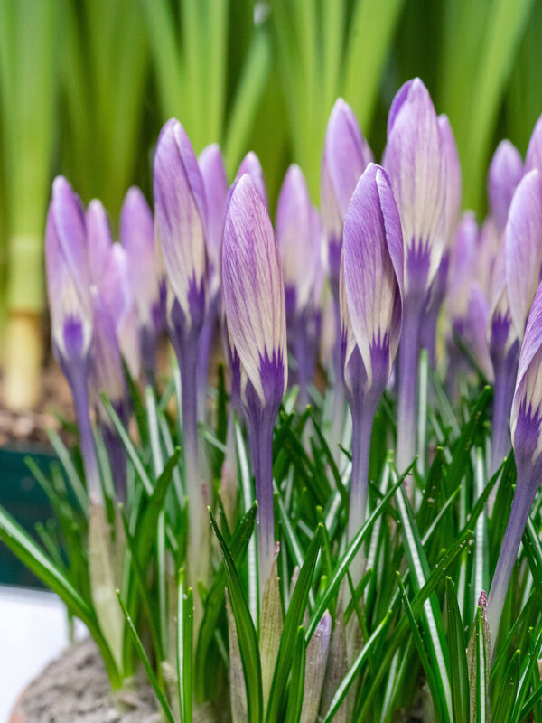 Crocus Striped Bird | Bluestone Perennials