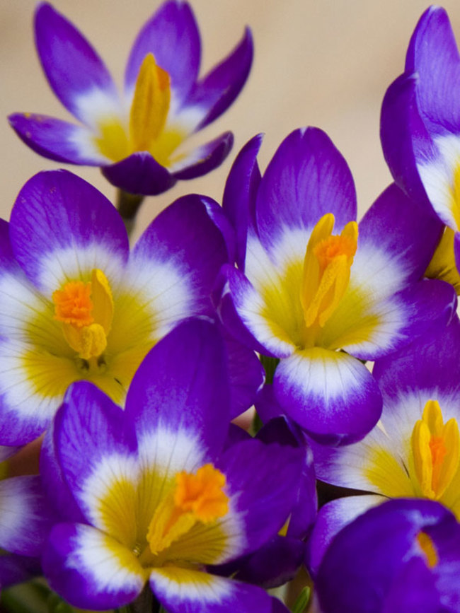 Crocus Tricolor -- Bluestone Perennials