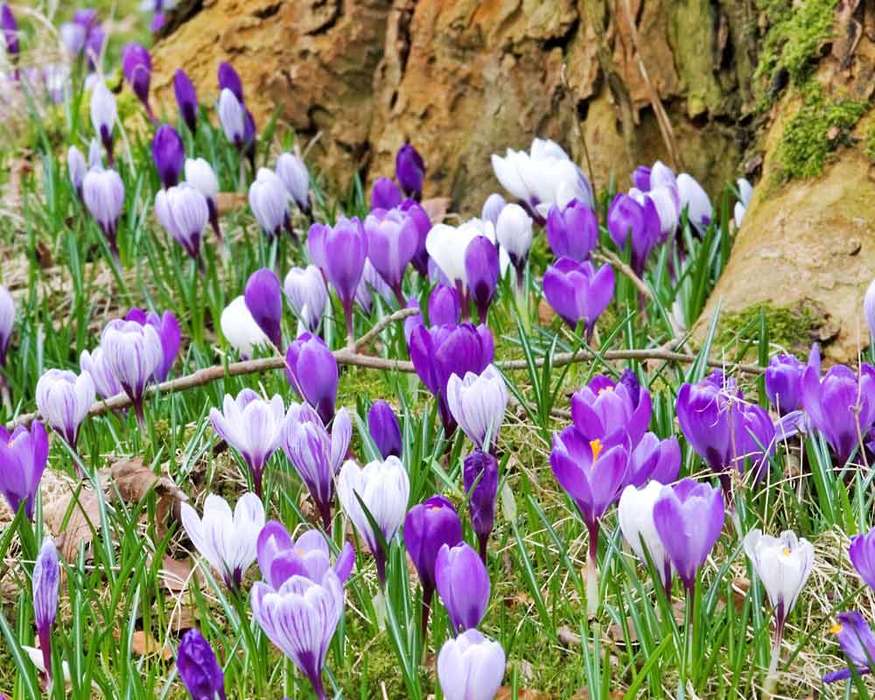 Crocus Large Flower Mix Value Pack | Bluestone Perennials