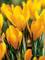 Crocus Yellow Mammoth -- Bluestone Perennials