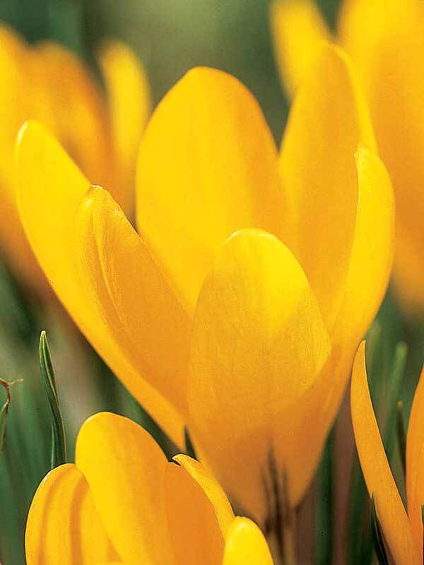 Crocus Yellow Mammoth | Bluestone Perennials