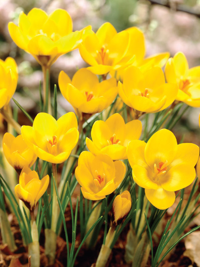 Crocus Leaves Yellow Flowers Yellow Crocus 0 2 0 1 PNG Transparent