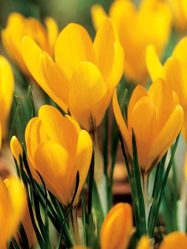Crocus Yellow Mammoth | Bluestone Perennials