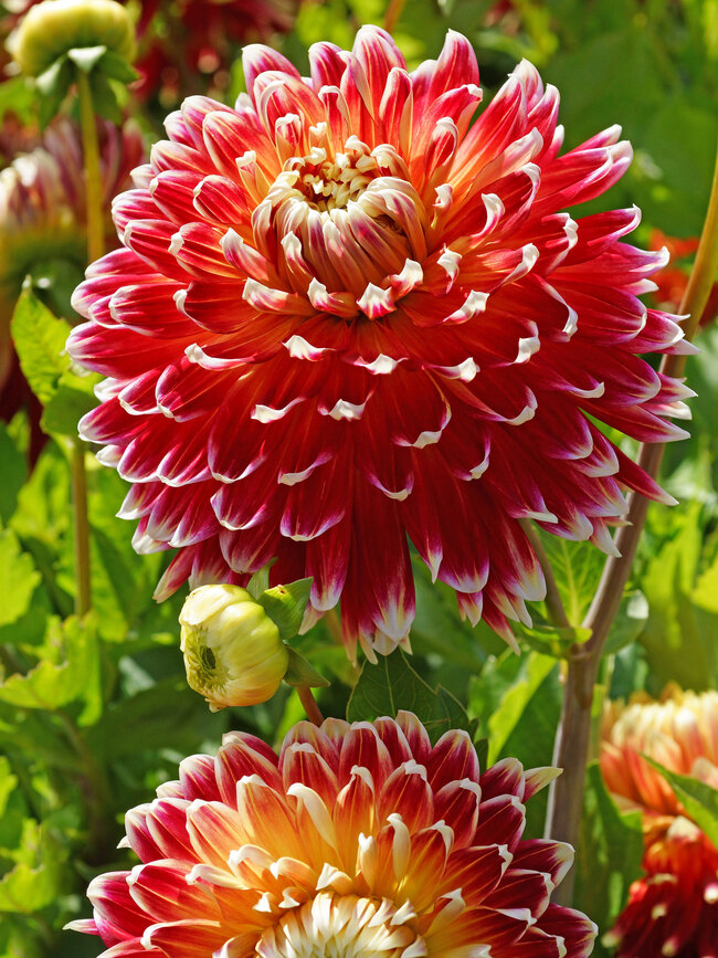 Dahlia Akita | Bluestone Perennials