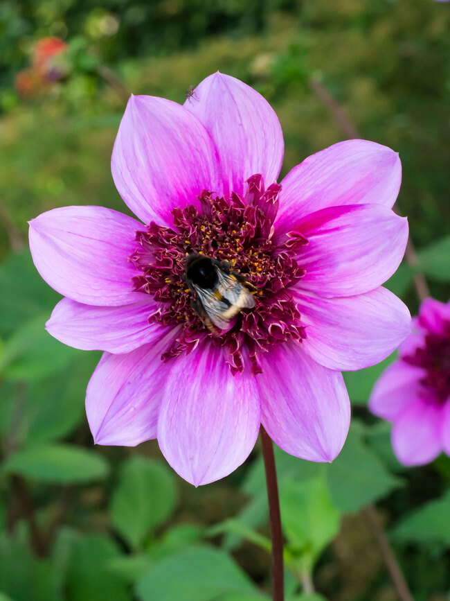 Dahlia Blue Bayou | Bluestone Perennials