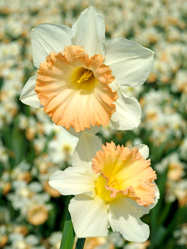 Daffodil British Gamble | Bluestone Perennials