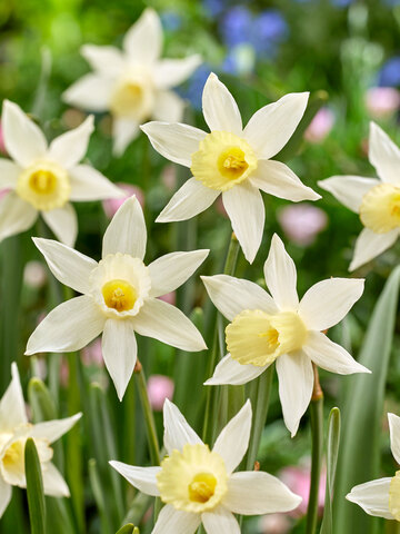 Daffodil Elka | Bluestone Perennials
