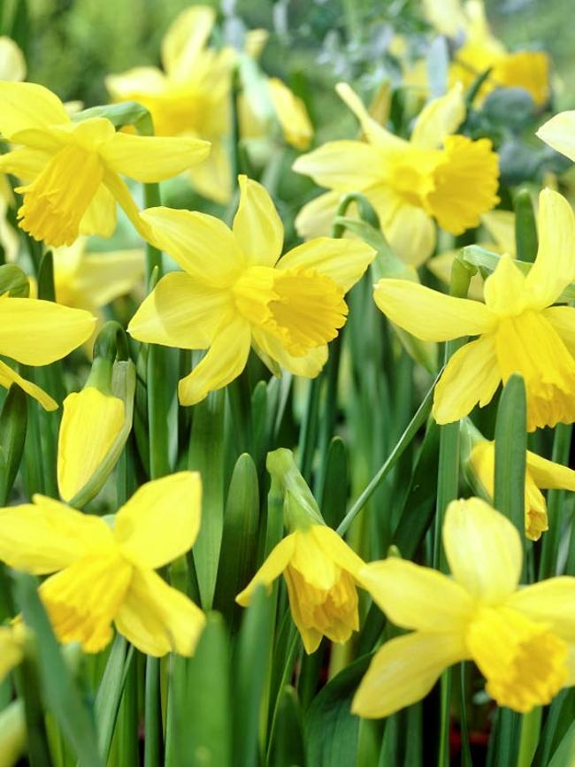 Daffodil February Gold | Bluestone Perennials