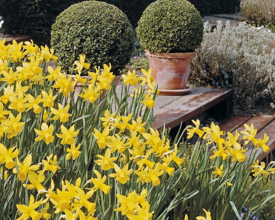 Daffodil February Gold | Bluestone Perennials