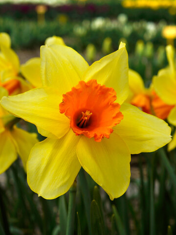 Daffodil Fortissimo | Bluestone Perennials