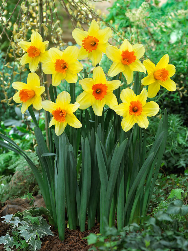 Daffodil Fortissimo -- Bluestone Perennials