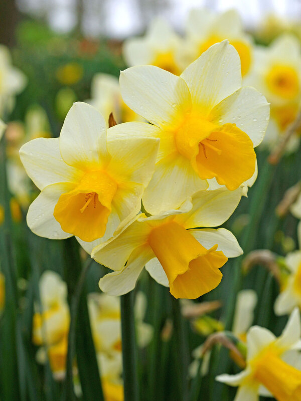 Daffodil Golden Echo | Bluestone Perennials