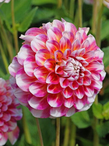 Dahlia Hawaii | Bluestone Perennials
