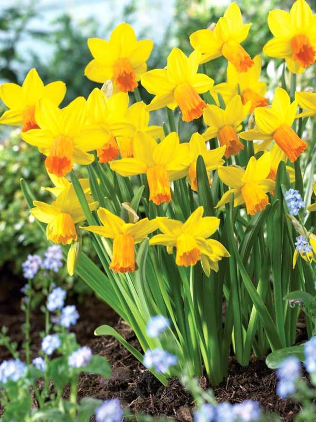 Daffodil Jetfire -- Bluestone Perennials