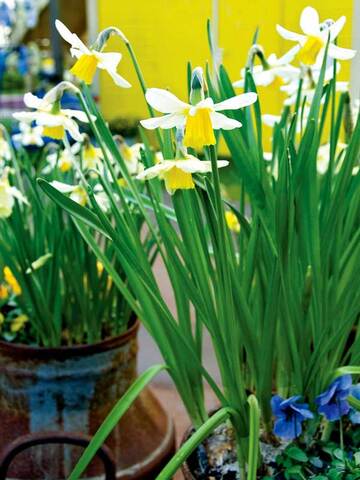 Daffodil Jack Snipe | Bluestone Perennials