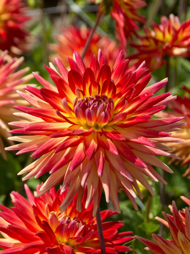 Dahlia Karma Bon Bini | Bluestone Perennials