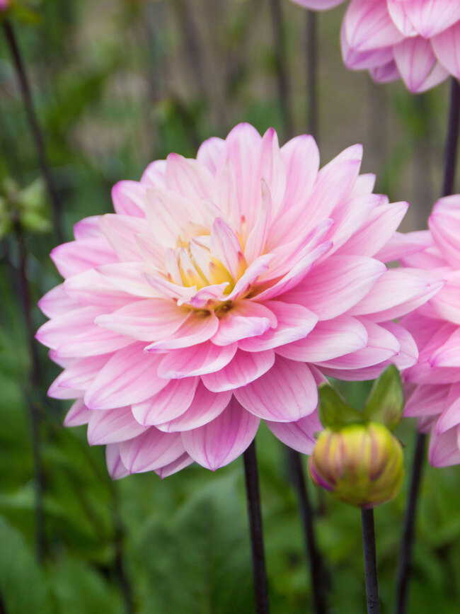 Dahlia Karma Prospero | Bluestone Perennials