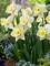 Daffodil Lemon Glow -- Bluestone Perennials