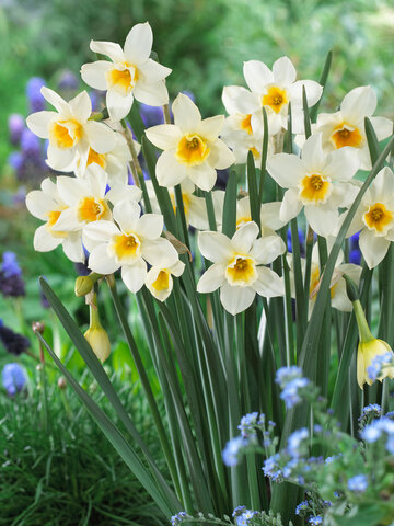 Daffodil Sweet Love | Bluestone Perennials