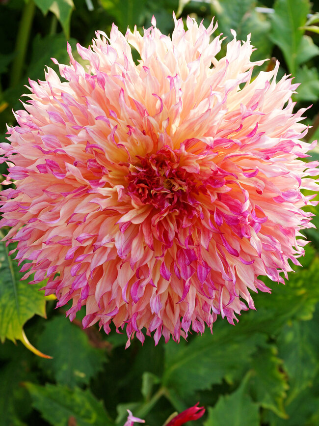 Dahlia Myrtle's Folly | Bluestone Perennials