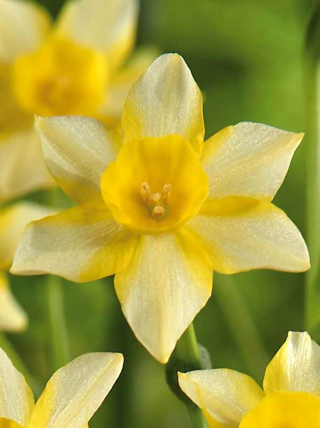 Daffodil New Baby | Bluestone Perennials