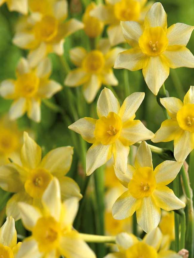 Daffodil New Baby | Bluestone Perennials