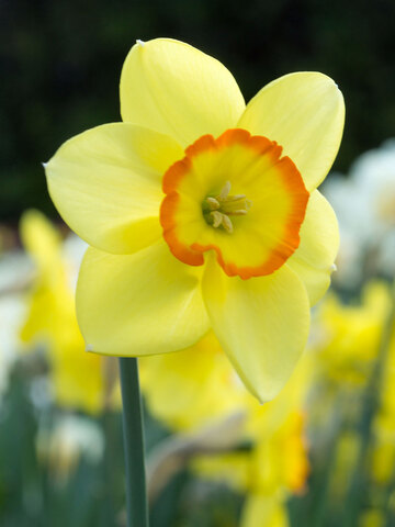 Daffodil Pacific Rim | Bluestone Perennials