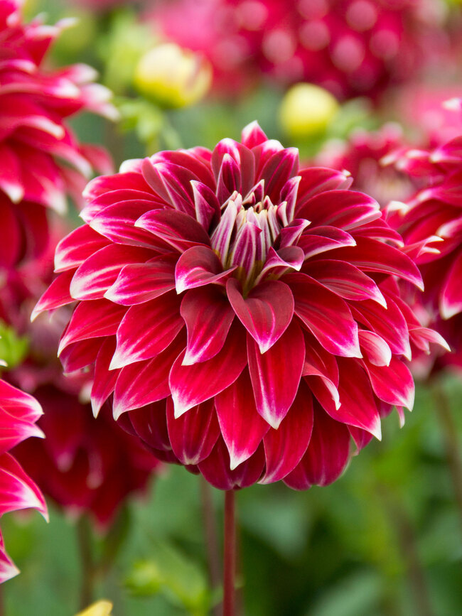 Red Dahlia Flower