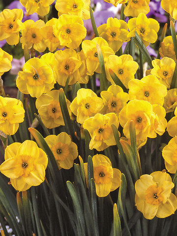 Daffodil Sun Disc | Bluestone Perennials