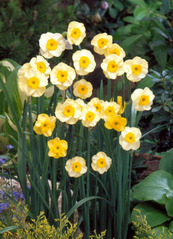Daffodil Sun Disc | Bluestone Perennials