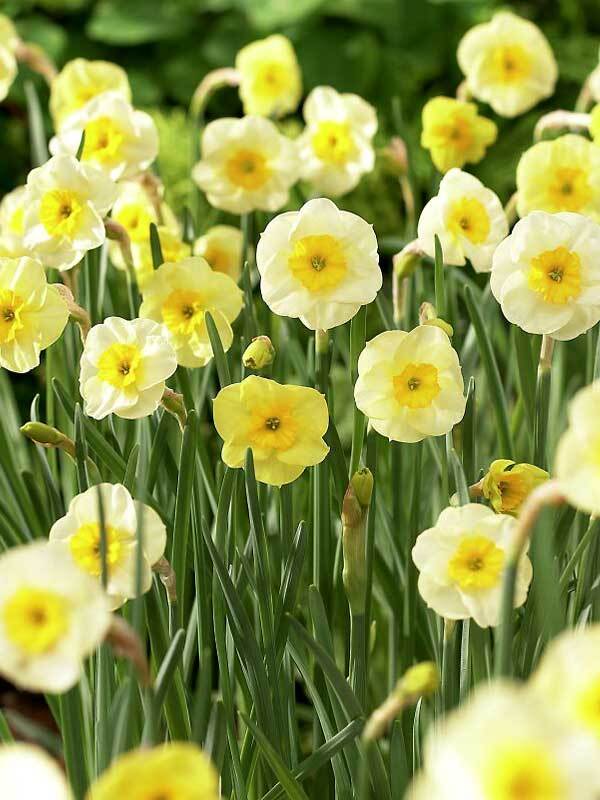 Daffodil Sun Disc | Bluestone Perennials