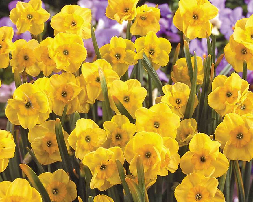 Daffodil Sun Disc | Bluestone Perennials