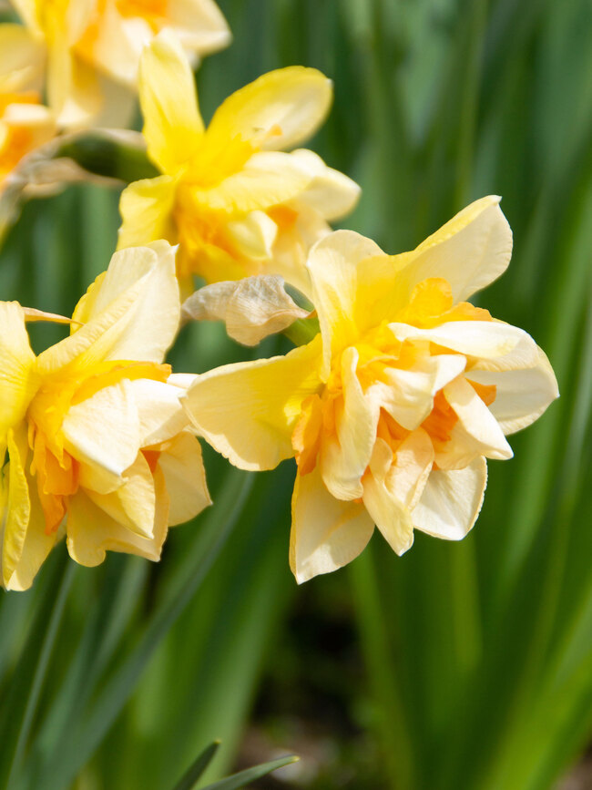 Daffodil Sweet Ocean | Bluestone Perennials