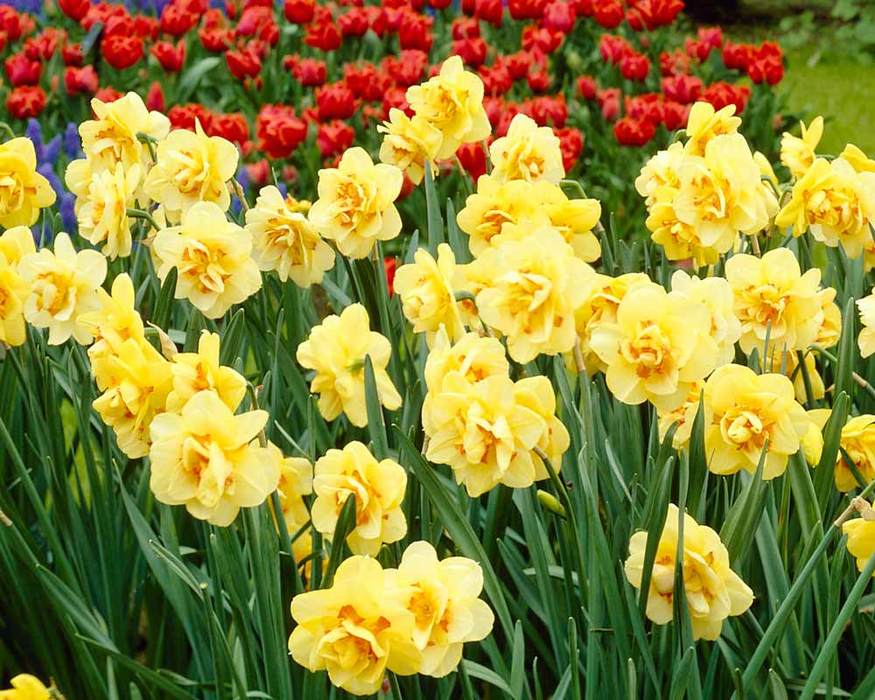 Daffodil Tahiti -- Bluestone Perennials