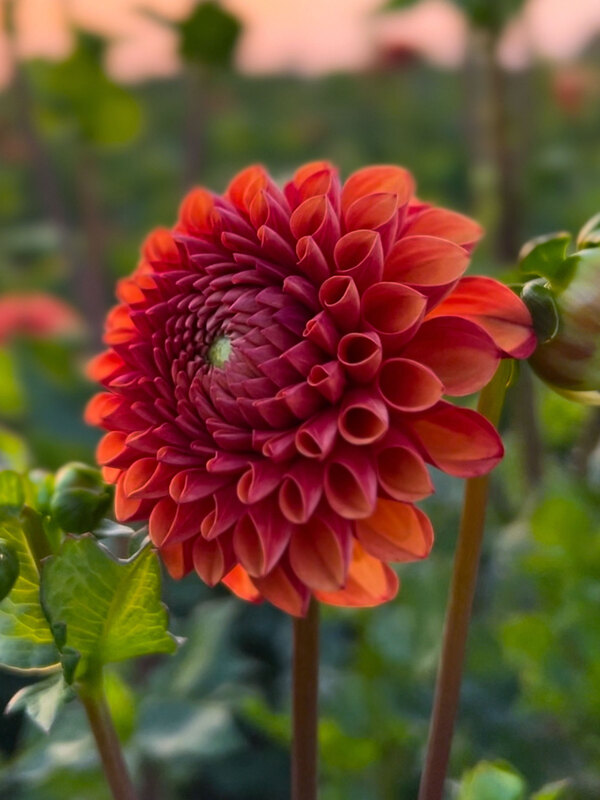 Dahlia Valley Rust Bucket | Bluestone Perennials