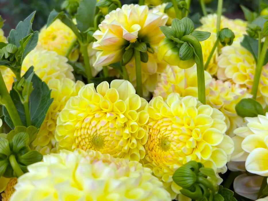 Dahlia Boom Boom Yellow | Bluestone Perennials