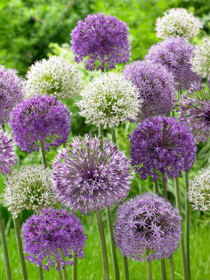 Allium Bubble Blend Bluestone Perennials