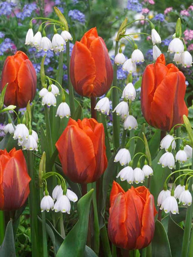 Spring Glory Bulb Blend | Bluestone Perennials