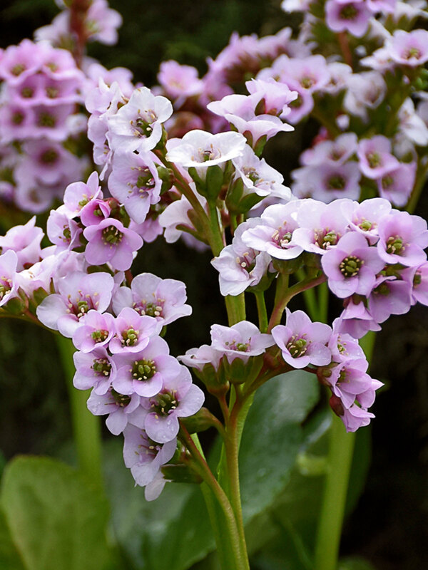 Peppermint Patty Bergenia