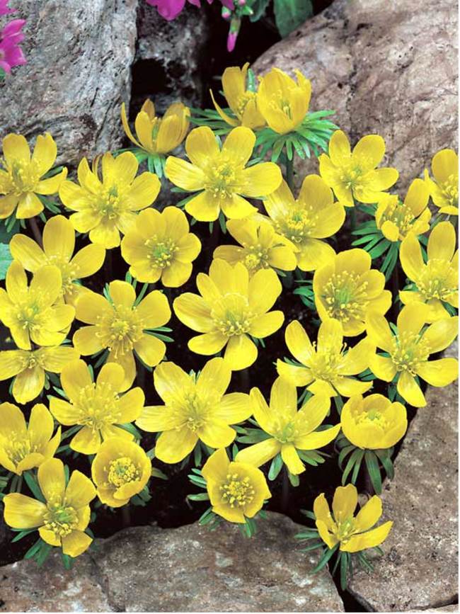 Eranthis Hyemalis | Bluestone Perennials