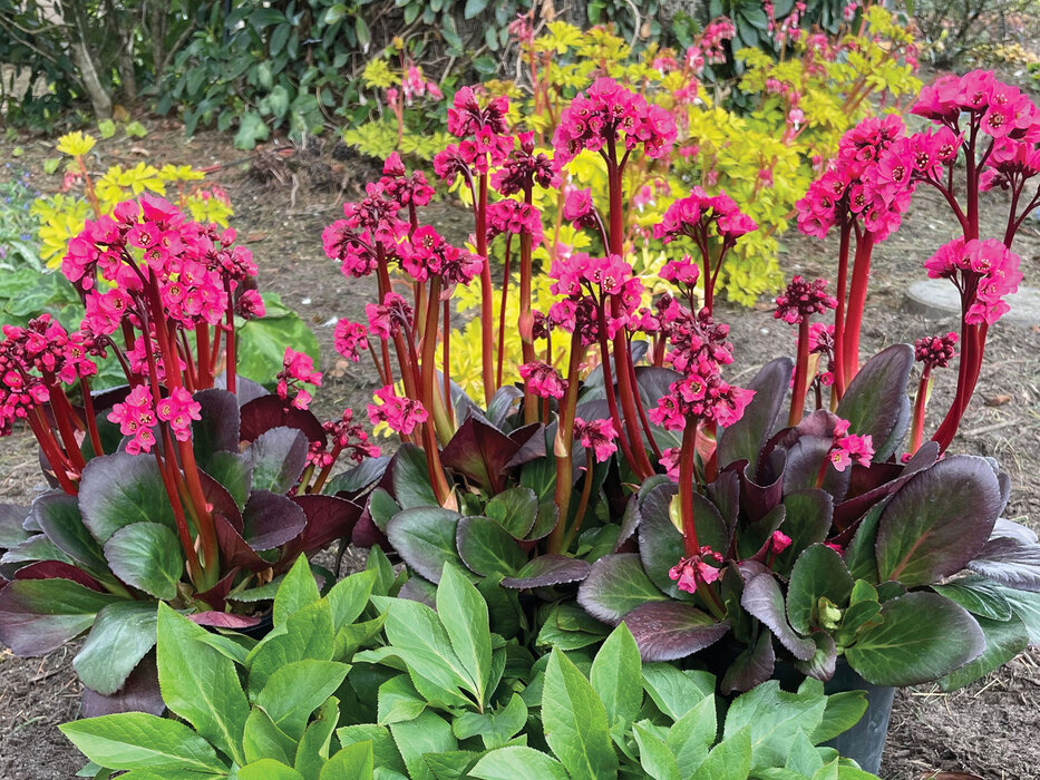 Bergenia Vintage Rose | Bluestone Perennials