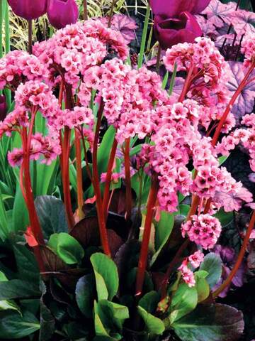 Bergenia Spring Fling | Bluestone Perennials