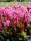 Bergenia Spring Fling -- Bluestone Perennials