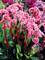 Bergenia Spring Fling -- Bluestone Perennials