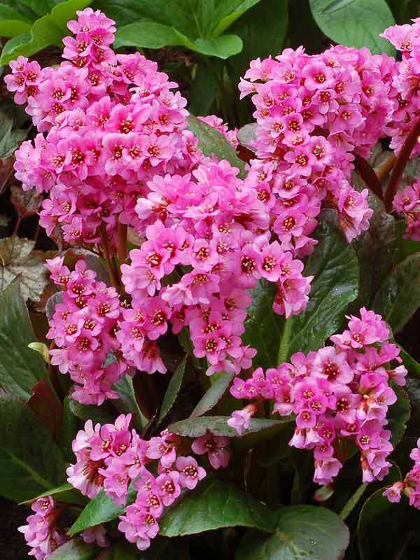 Bergenia Spring Fling | Bluestone Perennials