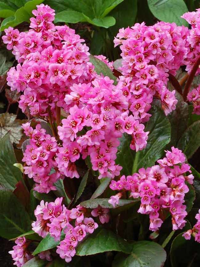 Bergenia Spring Fling | Bluestone Perennials