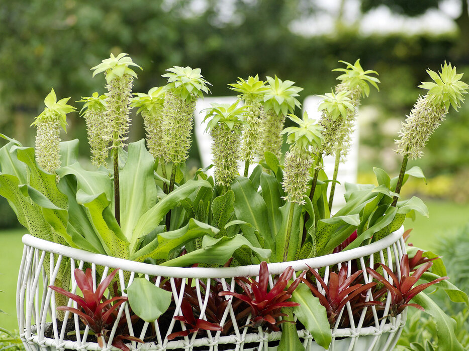 Eucomis Bicolor | Bluestone Perennials