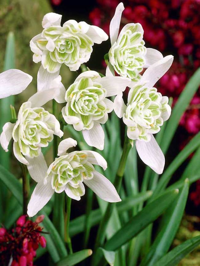 Galanthus Flore pleno -- Bluestone Perennials