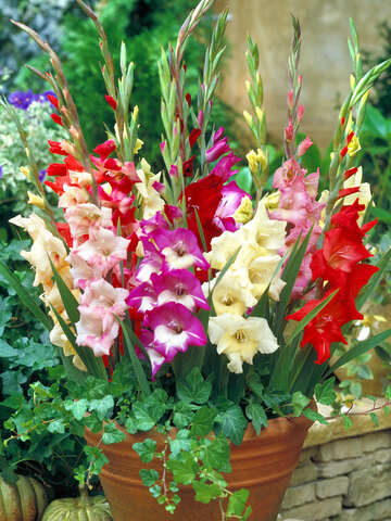Gladiolus Glamini Mixed | Bluestone Perennials